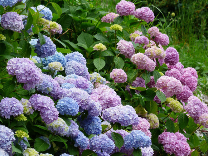 Happy Hydrangeas - Grit